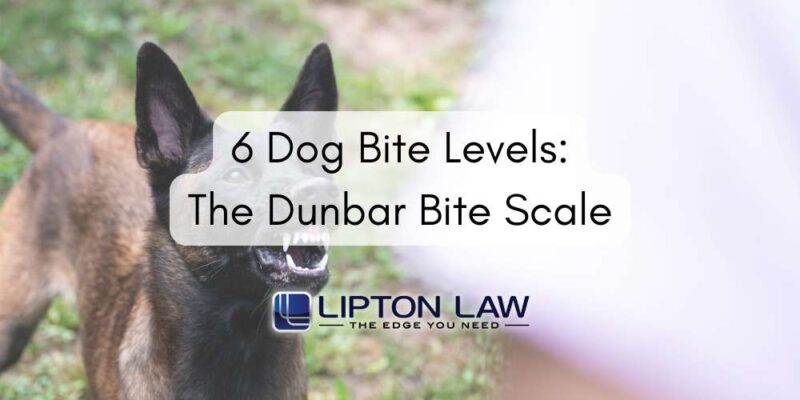 6 Dog Bite Levels: The Dunbar Bite Scale | Lipton Law | Michigan